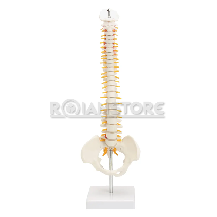 Modelo Anatómico de Estudio Columna Vertebral 45 cm – Roian Store