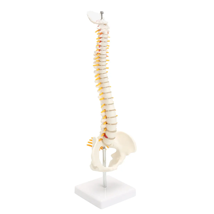 Modelo Anatómico de Estudio Columna Vertebral 45 cm – Roian Store