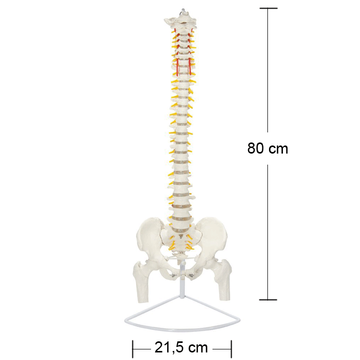 Modelo Anatómico de Estudio Columna Vertebral 85cm – Roian Store