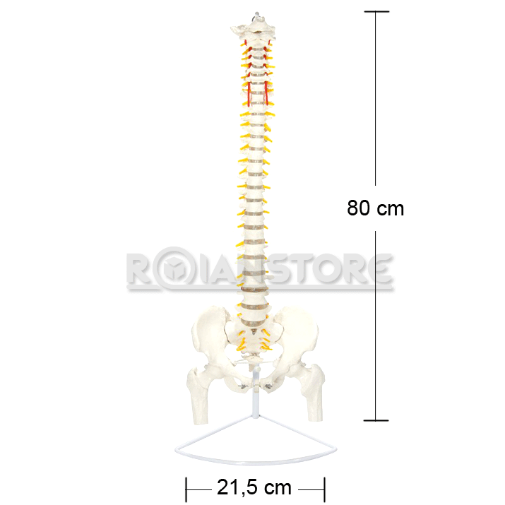 Modelo Anatómico de Estudio Columna Vertebral 85cm – Roian Store