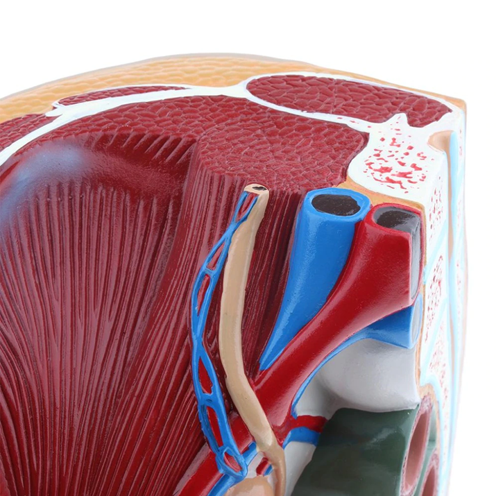 Modelo Anatomico de Estudio Pelvis Femenina – Roian Store