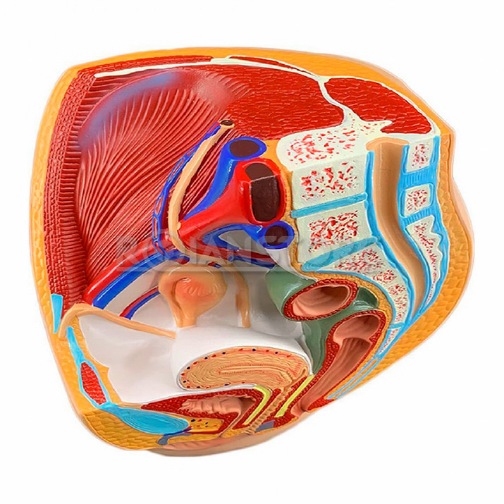 Modelo Anatomico Estudio Pelvis Humana Masculina 30cm – Roian Store